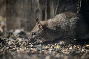 Are Rats Nocturnal Or Diurnal? Understanding Rodent Sleep Patterns ...