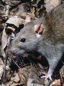 What Do Rats Do at Night? Understanding Nocturnal Behaviors - MyHobbyLife