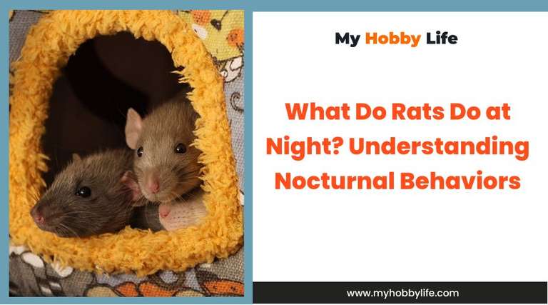 What Do Rats Do at Night? Understanding Nocturnal Behaviors - MyHobbyLife