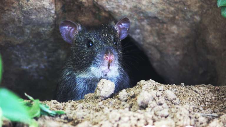 What Time Are Rats Most Active? Understanding Rodent Nocturnal Behavior ...