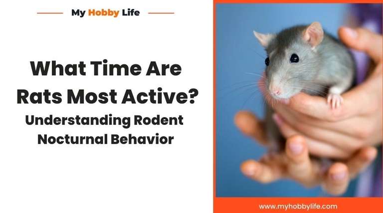 What Time Are Rats Most Active? Understanding Rodent Nocturnal Behavior ...