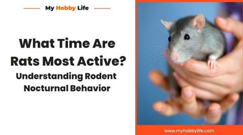 What Time Are Rats Most Active? Understanding Rodent Nocturnal Behavior ...