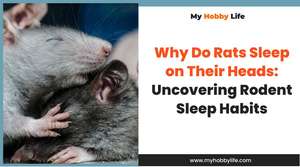 Are Rats Nocturnal Or Diurnal? Understanding Rodent Sleep Patterns ...