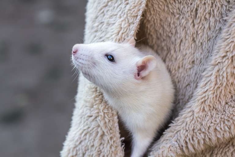 What is Rat Grooming? Understanding Pet Rodent Hygiene Practices ...