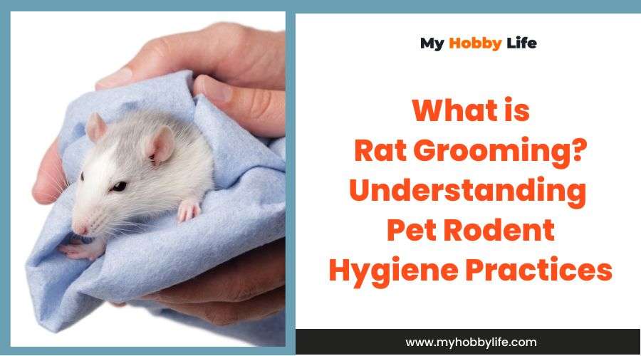 What is Rat Grooming? Understanding Pet Rodent Hygiene Practices ...