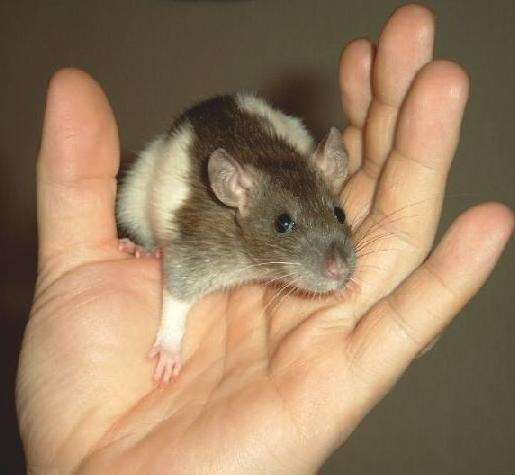 What is Rat Grooming? Understanding Pet Rodent Hygiene Practices ...